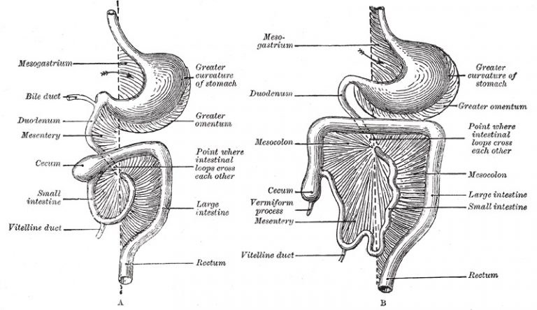 What is the Difference Between Omentum and Mesentery - Pediaa.Com