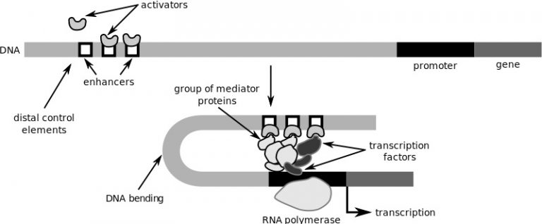 What is the Difference Between Positive and Negative Gene Regulation - Pediaa.Com
