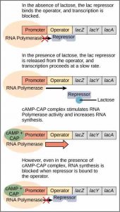 What is the Difference Between Positive and Negative Gene Regulation - Pediaa.Com