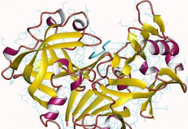 What is the Difference Between Enzyme Activator and Enzyme Inhibitor ...