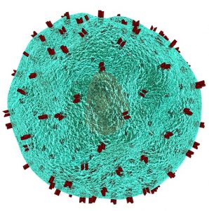 What is the Difference Between TH1 and TH2 Immune Response - Pediaa.Com