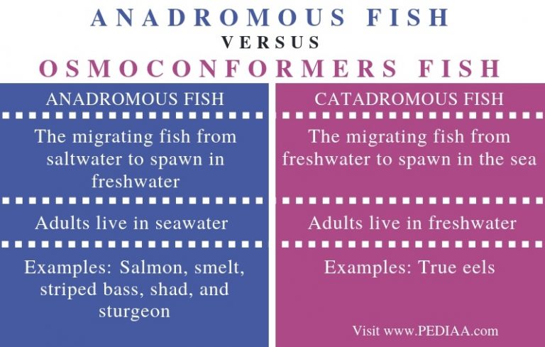 What is the Difference Between Anadromous and Catadromous Fish - Pediaa.Com