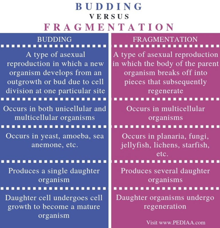 What Is The Difference Between Budding And Fragmentation Pediaa Com