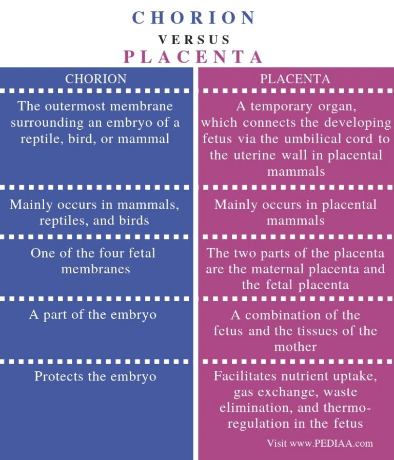 What is the Difference Between Chorion and Placenta - Pediaa.Com