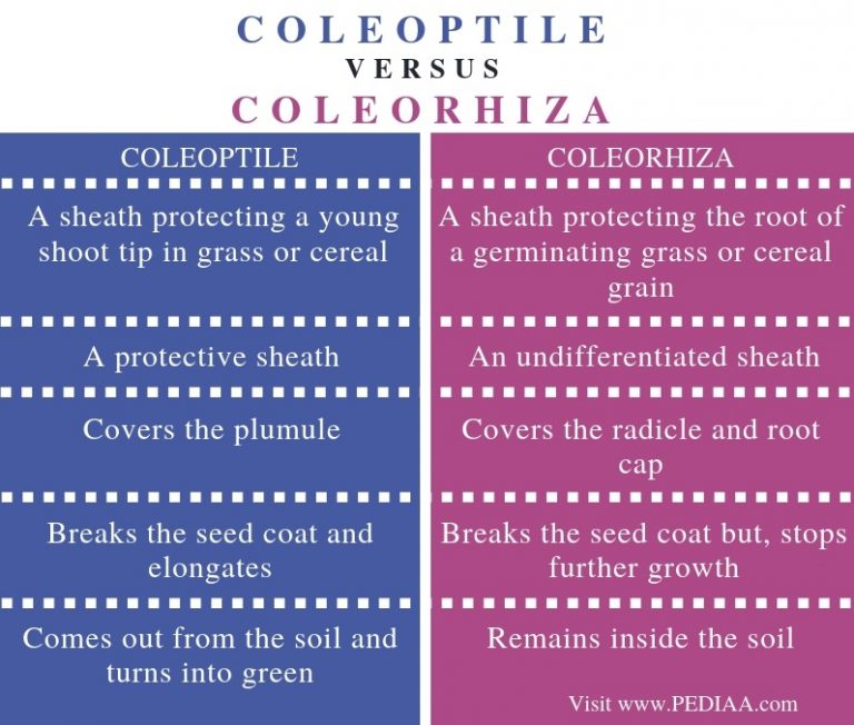 What is the Difference Between Coleoptile and Coleorhiza - Pediaa.Com