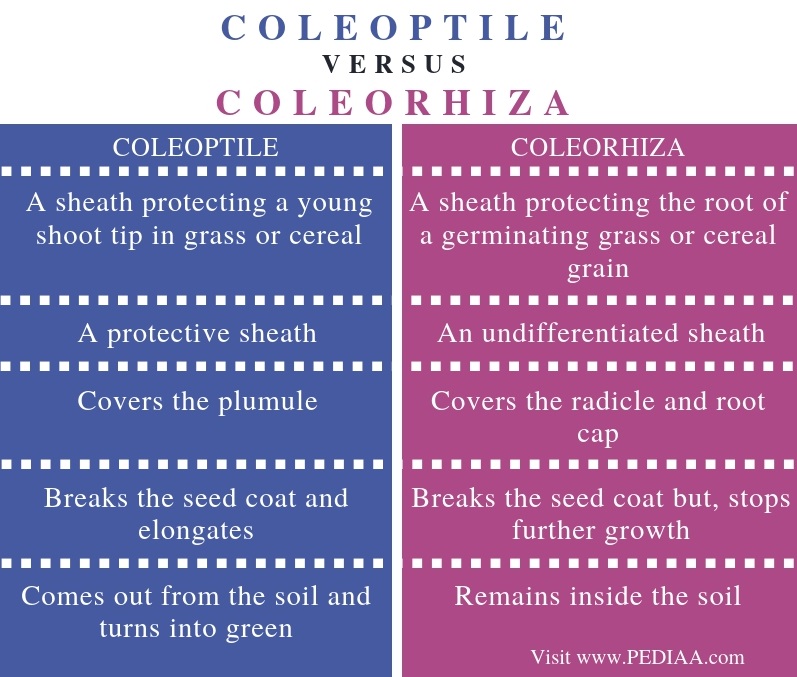 What is the Difference Between Coleoptile and Coleorhiza - Pediaa.Com