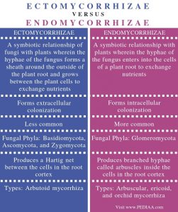What is the Difference Between Ectomycorrhizae and Endomycorrhizae ...