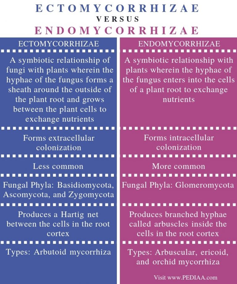 What is the Difference Between Ectomycorrhizae and Endomycorrhizae ...