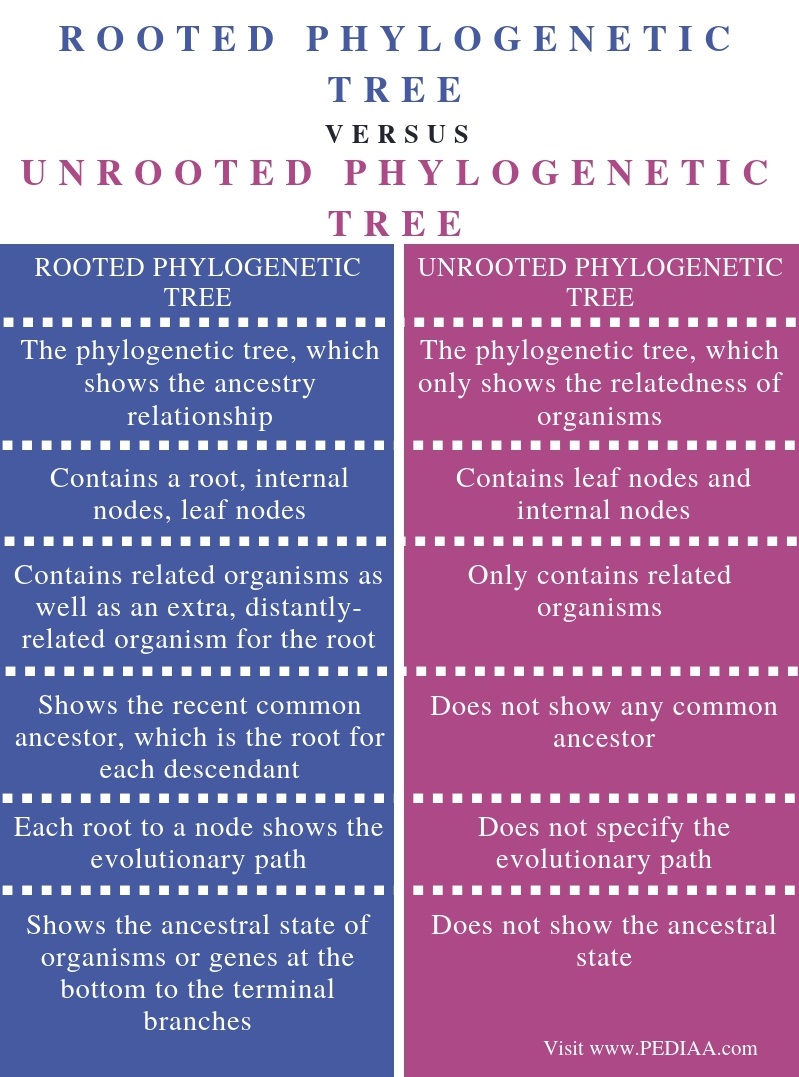 What is the Difference Between Rooted and Unrooted Phylogenetic Tree ...