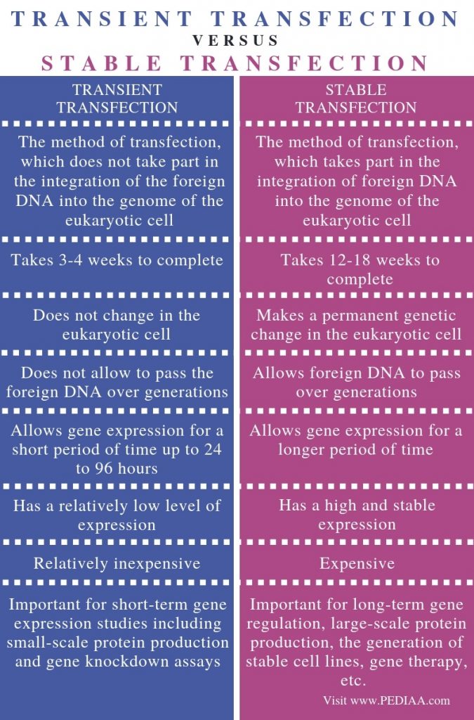 What is the Difference Between Transient and Stable Transfection ... What is the Difference Between Transient and Stable Transfection ...