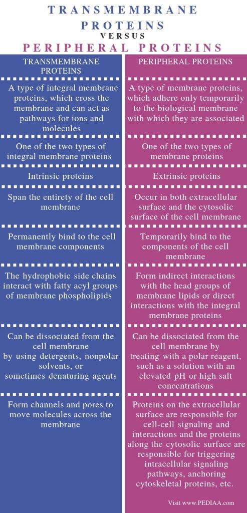 What is the Difference Between Transmembrane and Peripheral Proteins ...