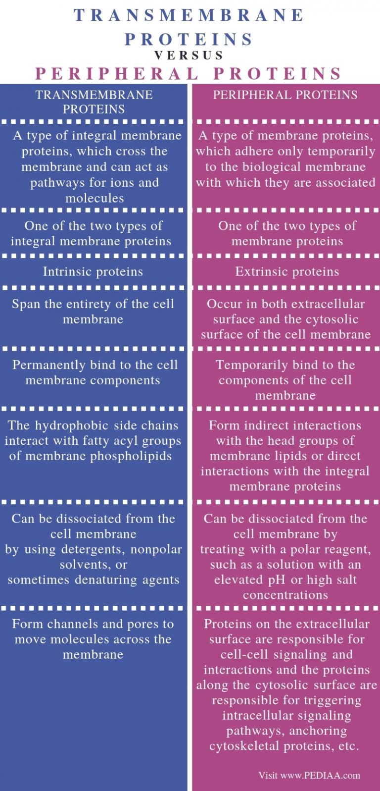 What is the Difference Between Transmembrane and Peripheral Proteins - Pediaa.Com