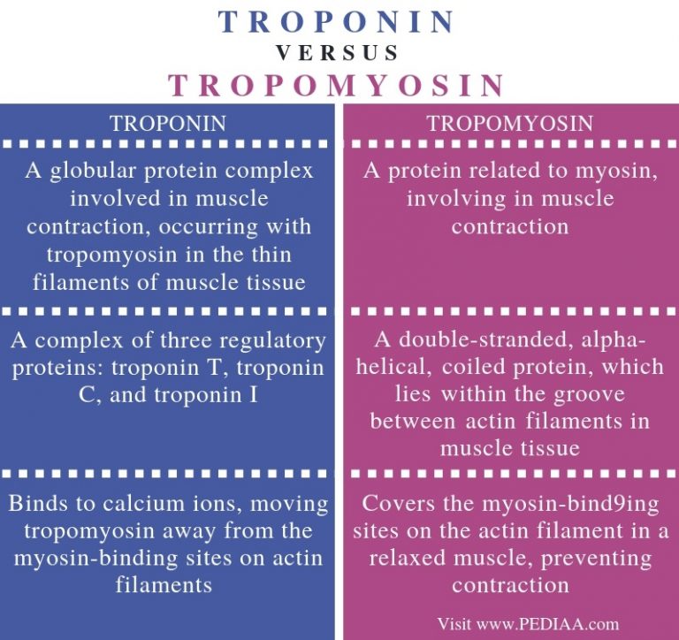 What is the Difference Between Troponin and Tropomyosin - Pediaa.Com