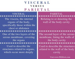 What is the Difference Between Visceral and Parietal - Pediaa.Com
