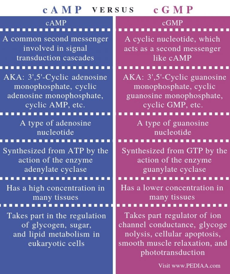 What is the Difference Between cAMP and cGMP - Pediaa.Com