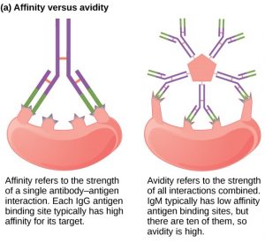 What is the Difference Between Affinity and Avidity - Pediaa.Com