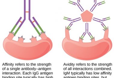 What is the Difference Between IgE and IgG - Pediaa.Com