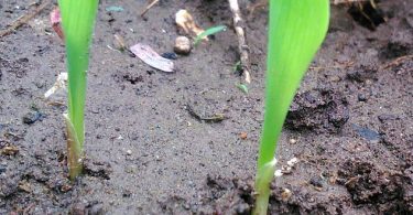 Science Archives - Pediaa.Com