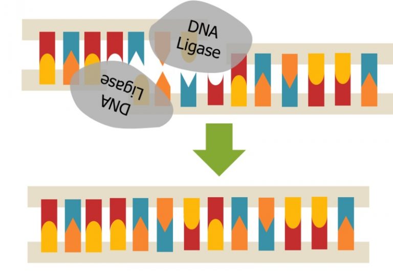 What is the Difference Between DNA Ligase and DNA Polymerase - Pediaa.Com
