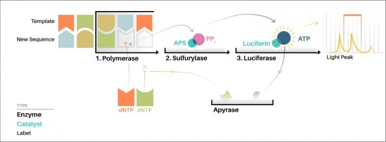 What is the Difference Between Sanger Sequencing and Pyrosequencing ...