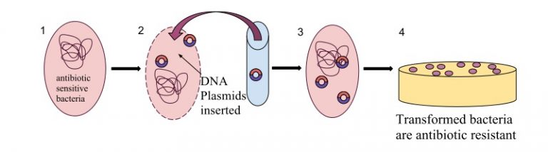 What is the Difference Between Transformants and Recombinants - Pediaa.Com
