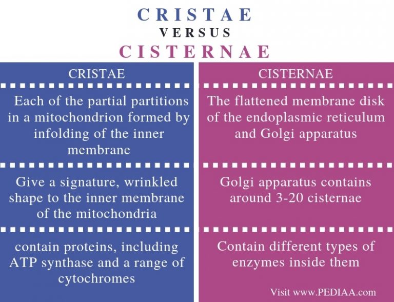 Cisternae Pronounce