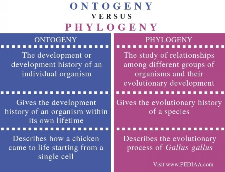 Difference Between Ontogeny and Phylogeny - Pediaa.Com