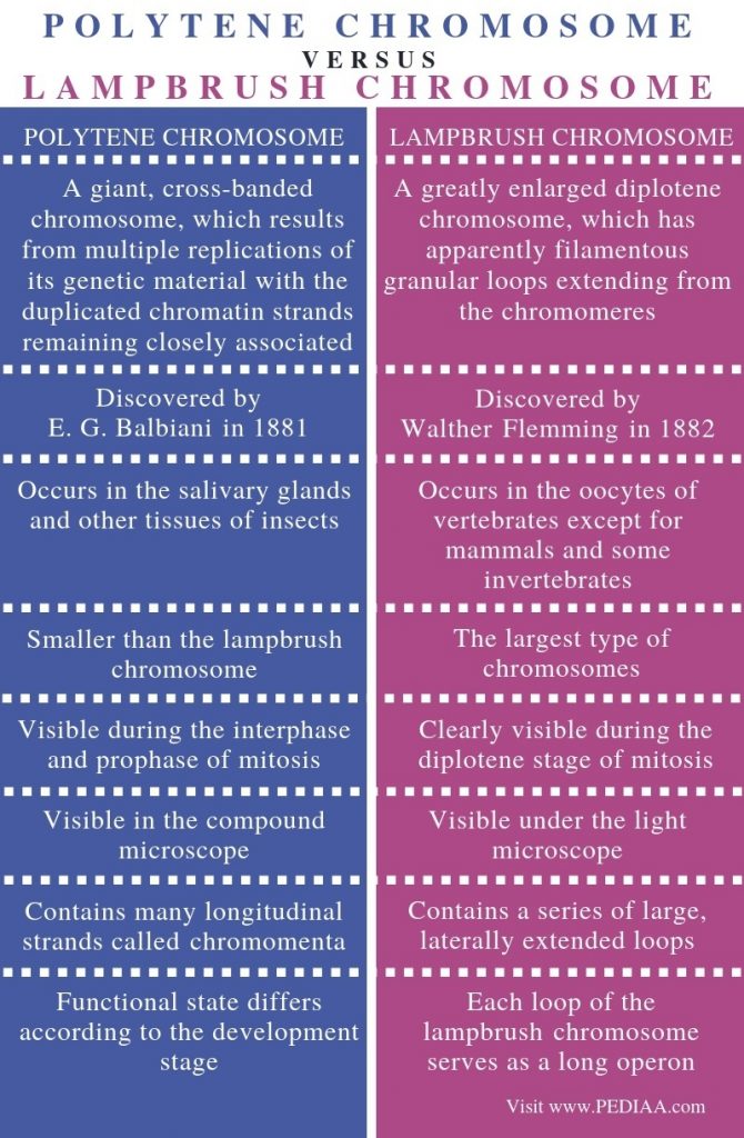 What is the Difference Between Polytene and Lampbrush Chromosome ...