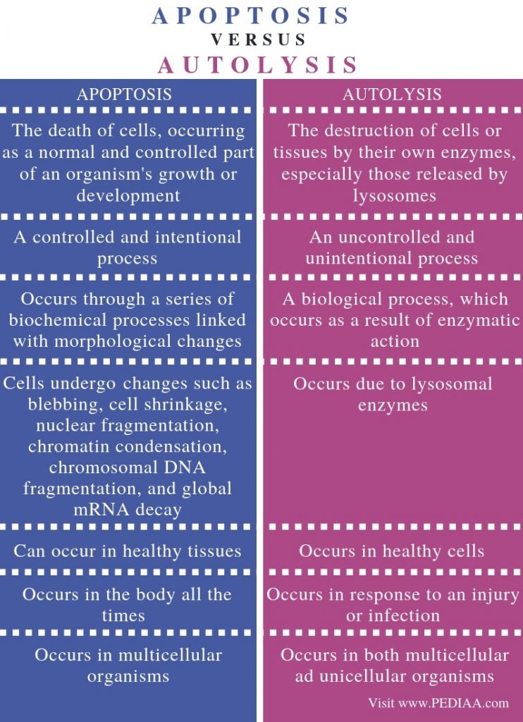 Difference Between Apoptosis and Autolysis - Pediaa.Com Difference Between Apoptosis and Autolysis - Pediaa.Com