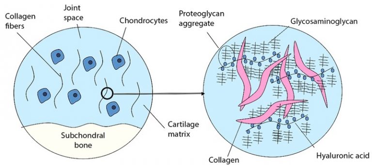 Difference Between Hydrolyzed Collagen and Collagen Peptides - Pediaa.Com