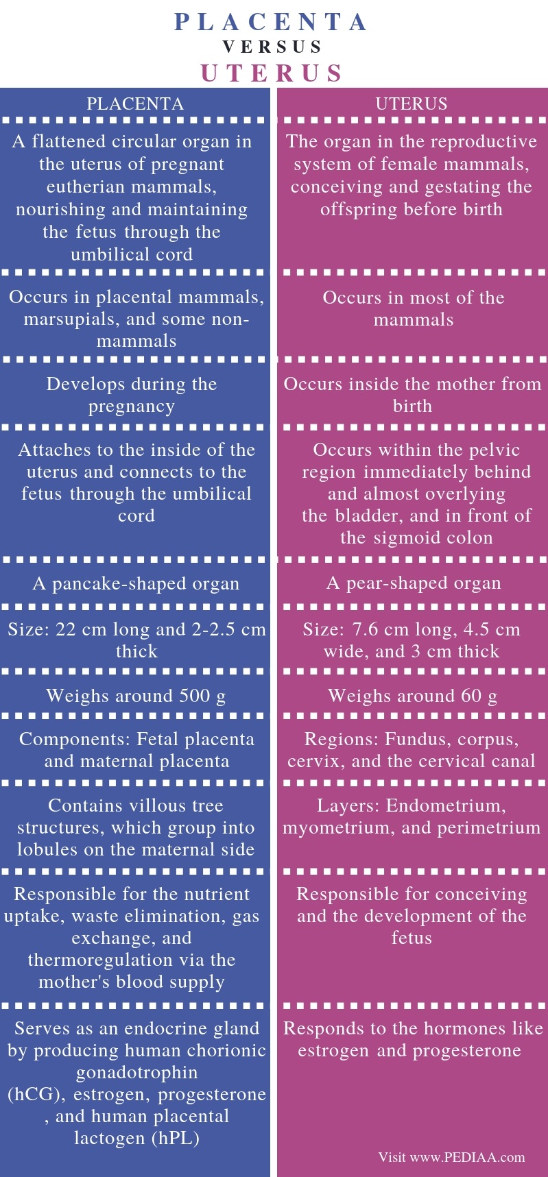 Difference Between Placenta and Uterus - Pediaa.Com