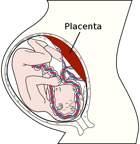 Difference Between Placenta And Uterus Pediaa Com