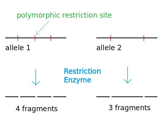Difference Between RAPD and RFLP - Pediaa.Com