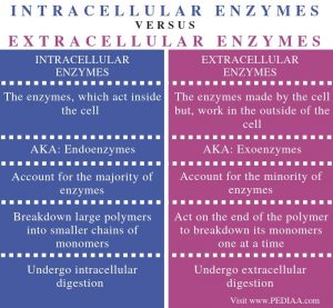 What is the Difference Between Intracellular and Extracellular Enzymes ...
