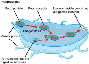 What is the Difference Between Intracellular and Extracellular Enzymes - Pediaa.Com