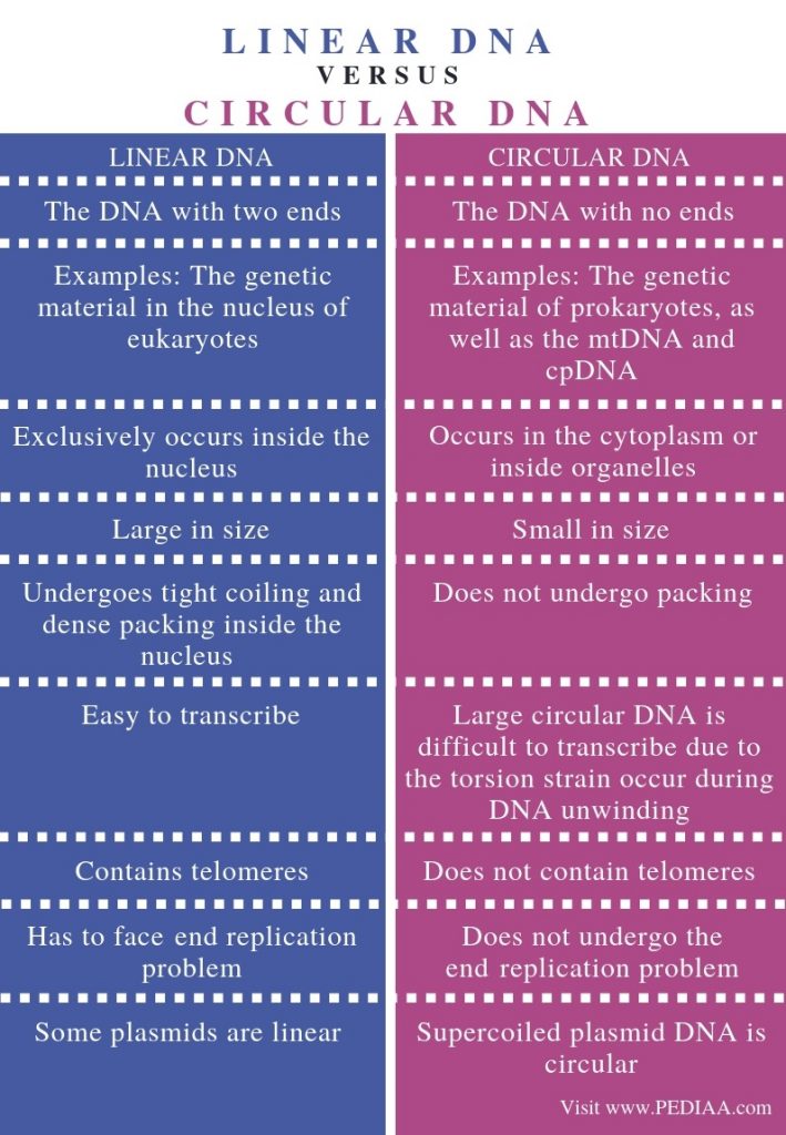 What is the Difference Between Linear and Circular DNA - Pediaa.Com