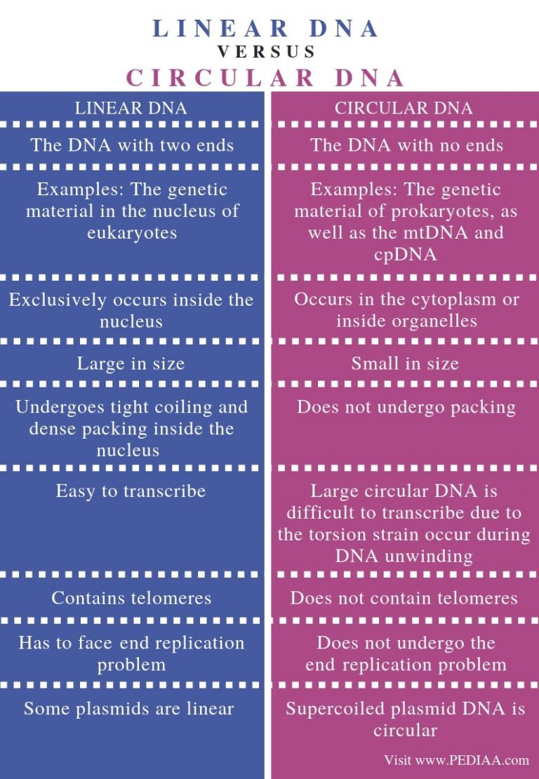 What is the Difference Between Linear and Circular DNA - Pediaa.Com
