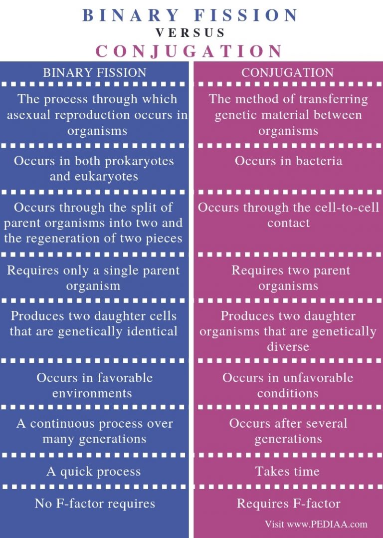 What is the Difference Between Binary Fission and Conjugation - Pediaa.Com