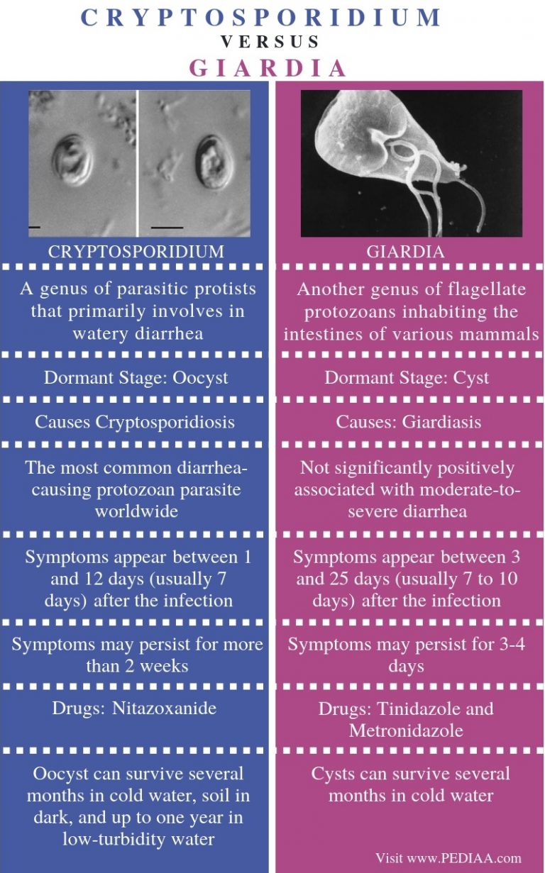 What is the Difference Between Cryptosporidium and Giardia - Pediaa.Com