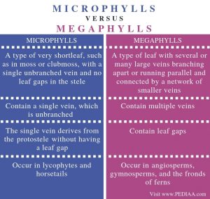 What is the Difference Between Microphylls and Megaphylls - Pediaa.Com