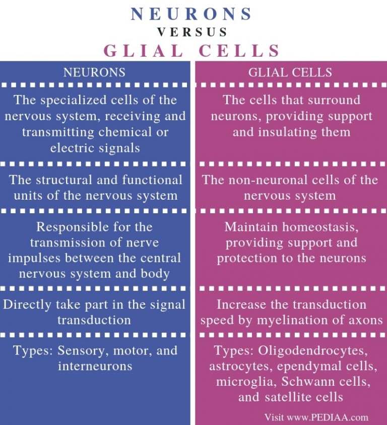 What is the Difference Between Neurons and Glial Cells - Pediaa.Com