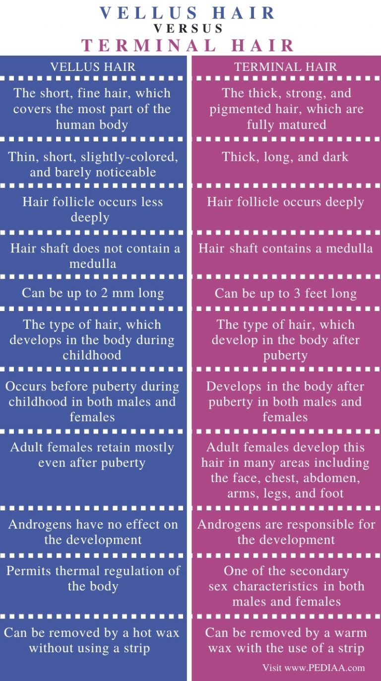 What is the Difference Between Vellus and Terminal Hair - Pediaa.Com