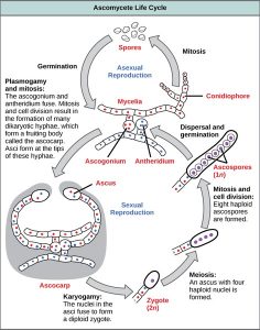 What is the Difference Between Binucleate and Dikaryotic - Pediaa.Com
