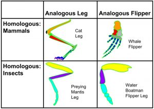 What is the Difference Between Homology and Convergent Evolution ...