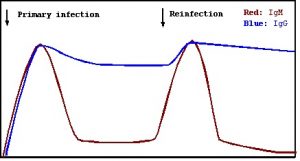 What is the Difference Between IgG IgM IgA IgE and IgD - Pediaa.Com