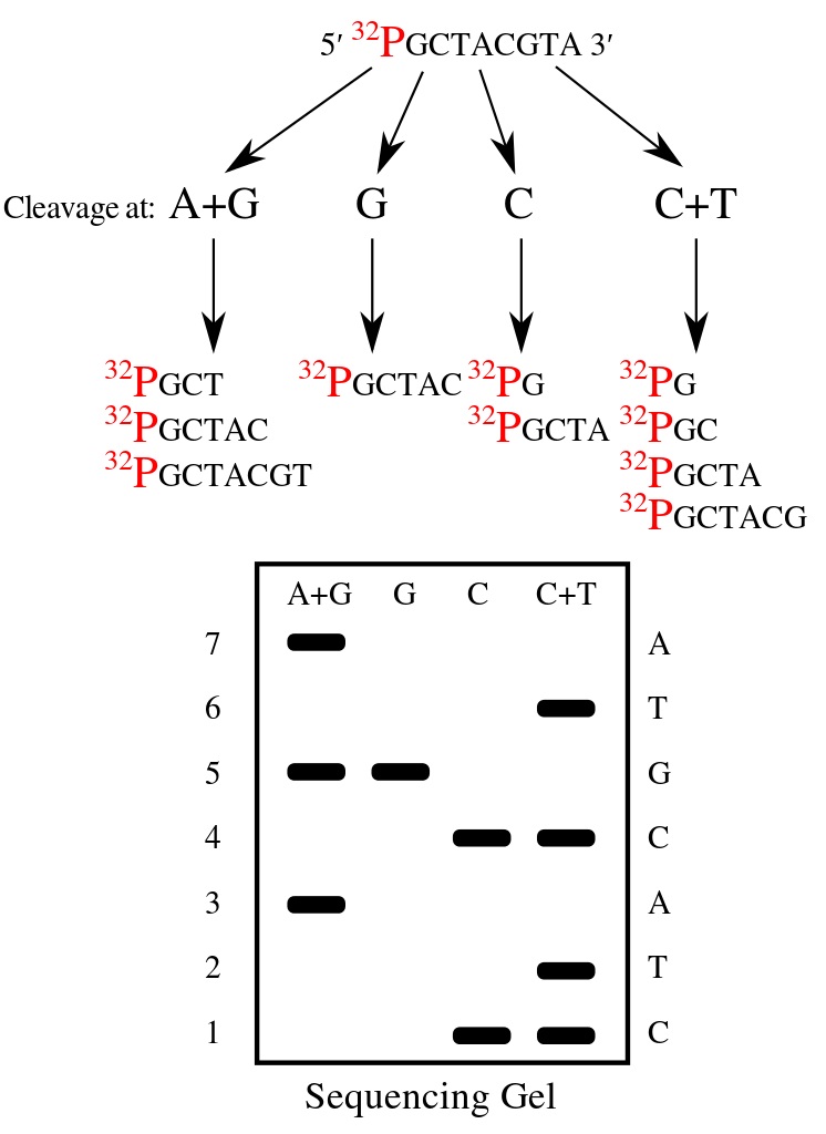 What is the Difference Between Maxam Gilbert and Sanger Sequencing ...