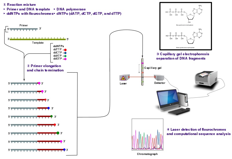 What is the Difference Between Maxam Gilbert and Sanger Sequencing ...