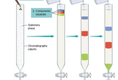 What is the Difference Between Mobile Phase and Stationary Phase ...