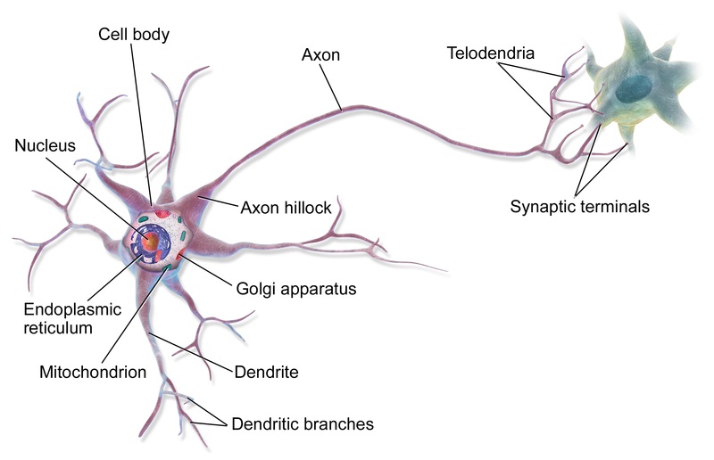 What Is The Difference Between Neurons And Glial Cells Pediaacom