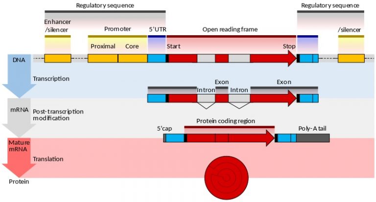 What is the Difference Between Prokaryotic and Eukaryotic mRNA - Pediaa.Com
